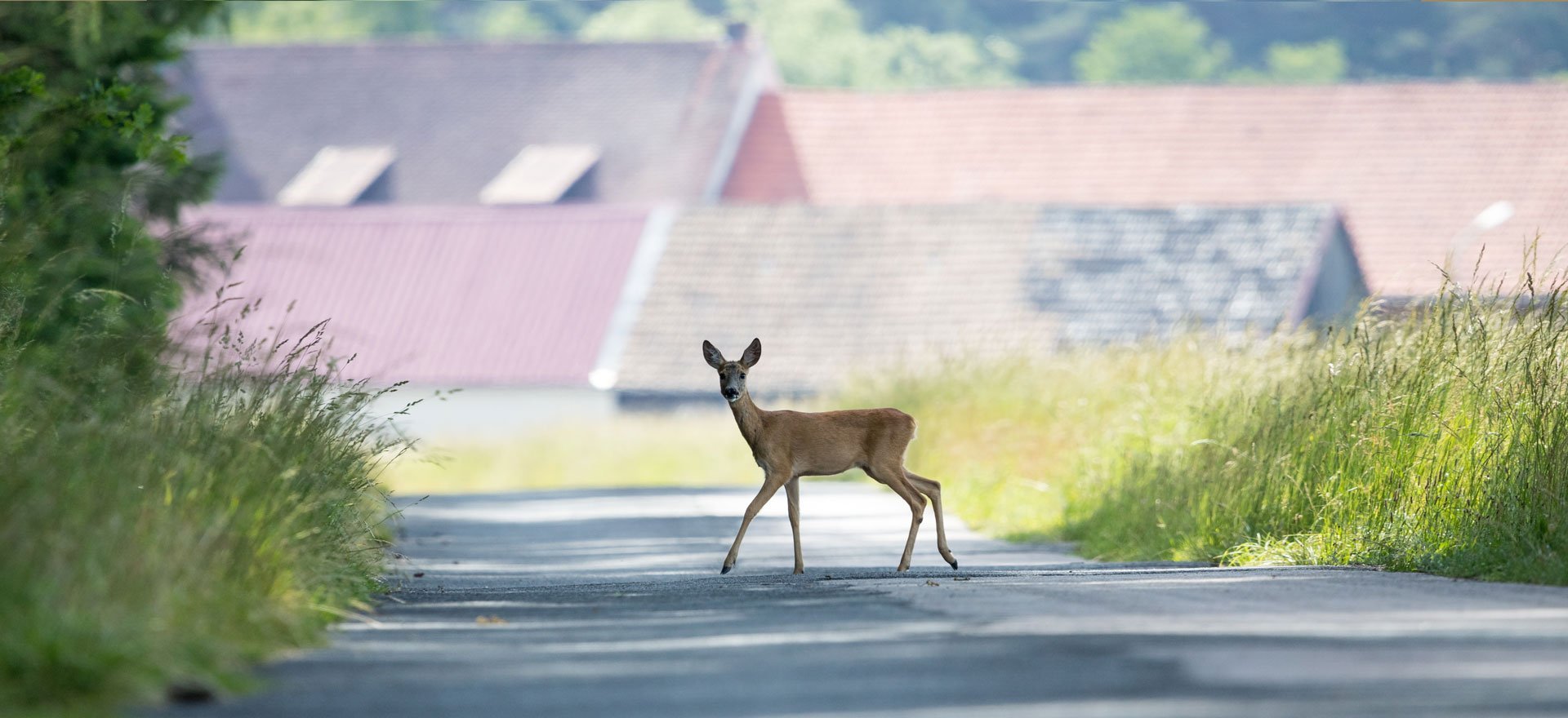 Vorsicht Wildwechsel